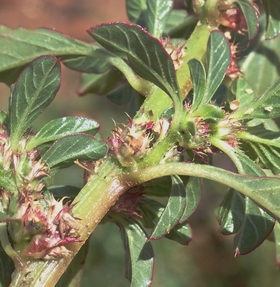 Mat Amaranth from Eseljag, South Cape DC, South Africa on January 26 ...