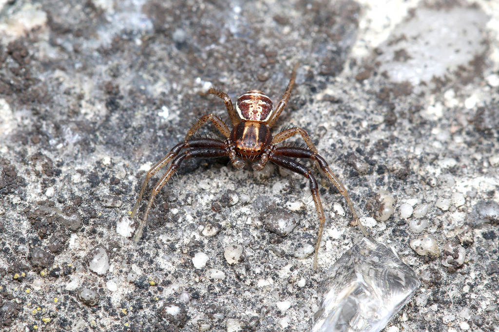 Swamp Crab Spider from Dzyarzhynsk District, Belarus on May 2, 2021 at ...