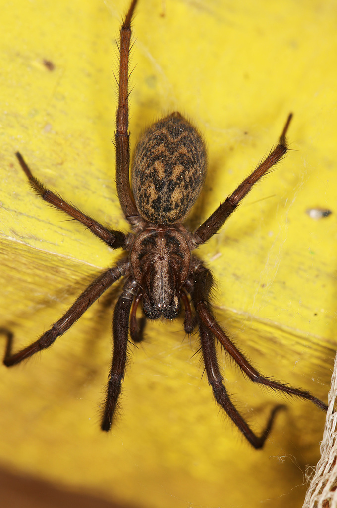 Giant House Spider from Dzyarzhynsk District, Belarus on May 22, 2021 ...