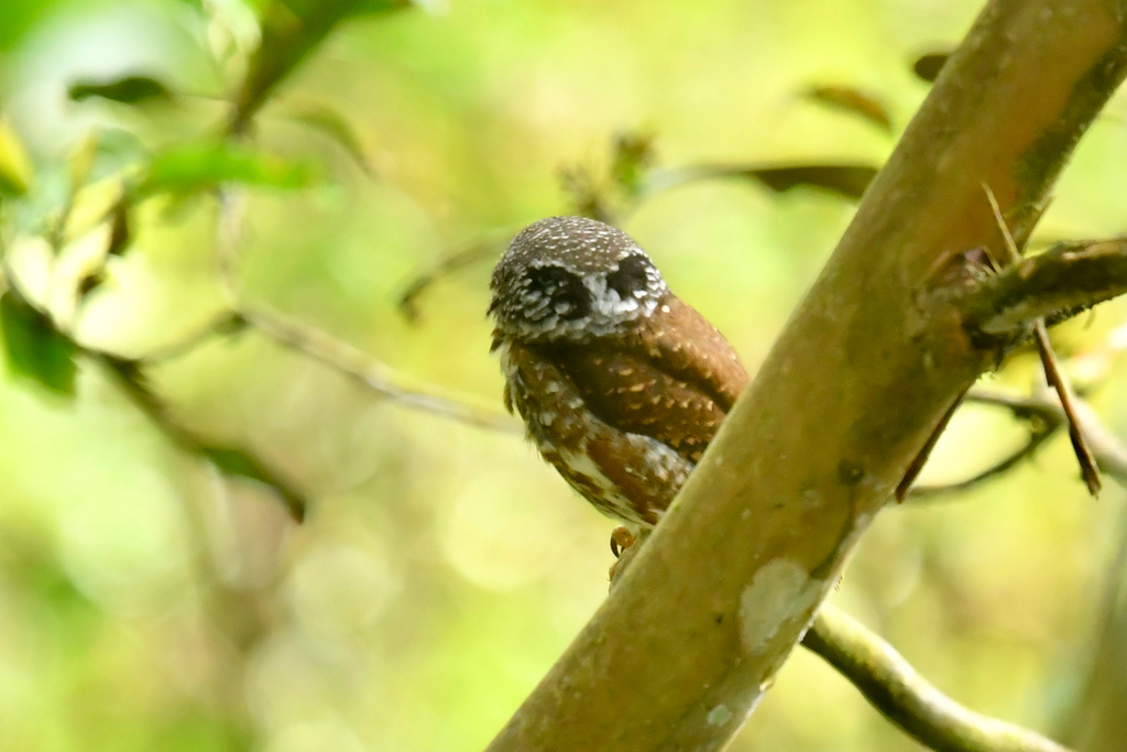 Sunda owlet (Taenioptynx sylvaticus) - Avian Discovery