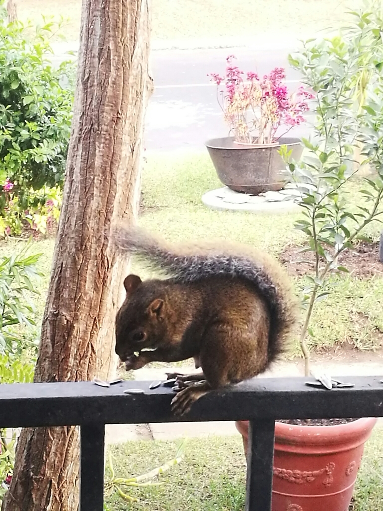Deppe's Squirrel from Unnamed Road, Guatemala on January 20, 2018 at 08 ...