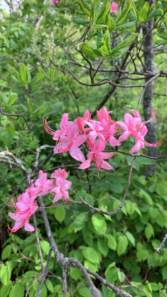 Pinxter Flower from Giles County, US-VA, US on June 1, 2021 at 09:53 AM ...