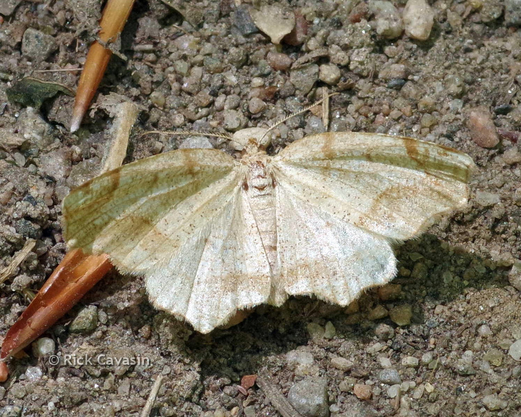 Red-headed Inchworm Moth from Renfrew County, ON, Canada on May 31 ...