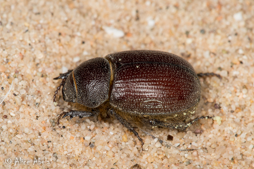 Diplotaxis fimbriata · NaturaLista Colombia