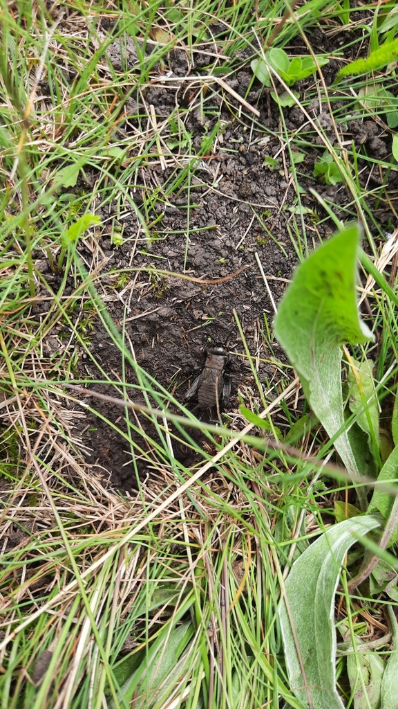 European Field Cricket from Cluj - Napoca, Romania on June 01, 2021 at ...