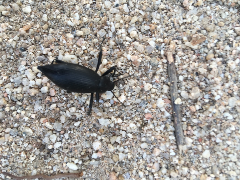 Eleodes mexicana in February 2018 by David Schimelpfenig · iNaturalist