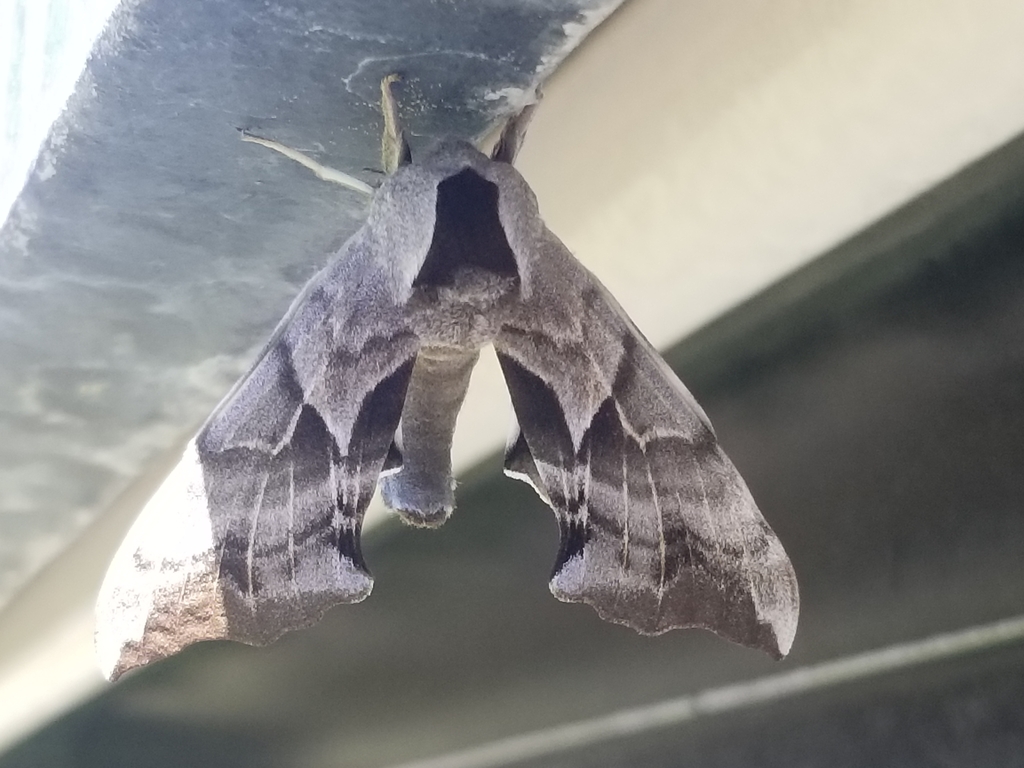 Southwestern Eyed Sphinx from Hailey, ID 83333, USA on June 01, 2021 at ...
