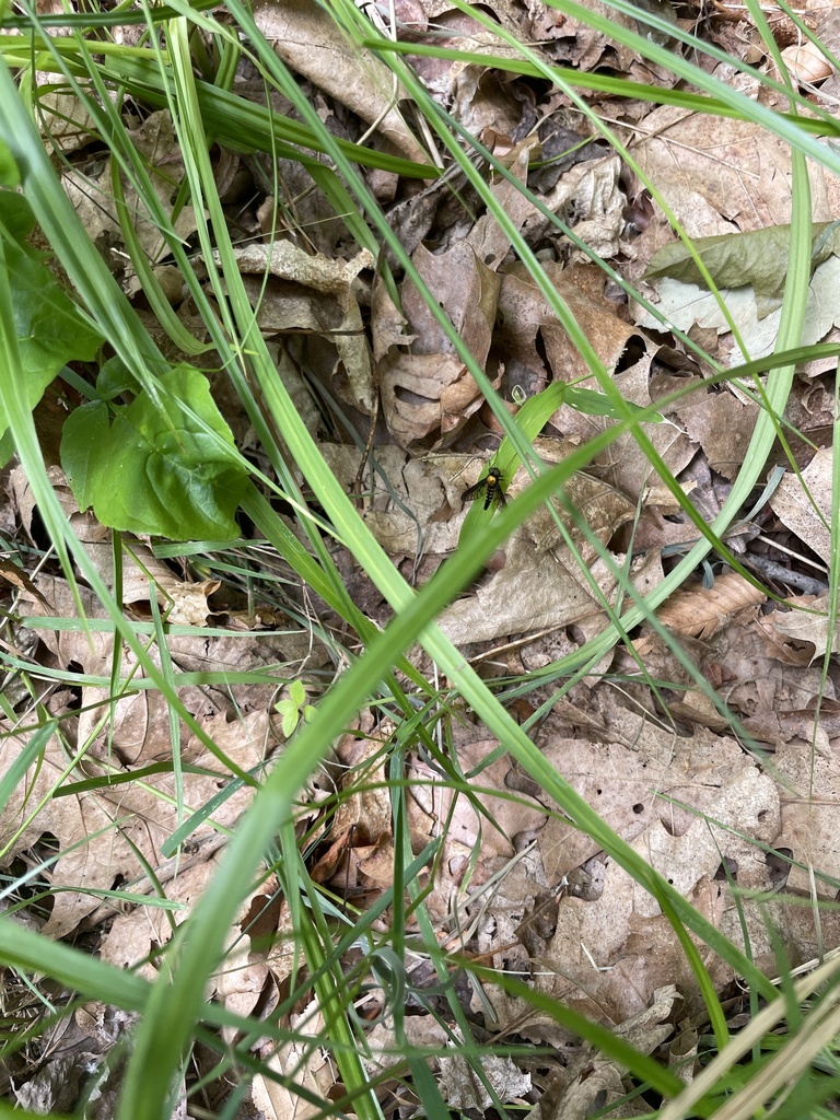 Golden-backed Snipe Fly from Downtown Brecksville, Broadview Heights ...