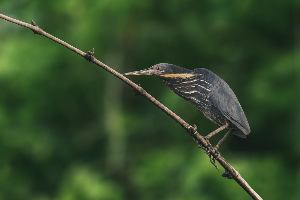 Black Bittern from 493889, India on May 28, 2021 at 06:55 AM by ...