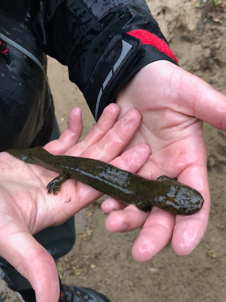 Hellbender in April 2021 by Joshua Daugherty · iNaturalist