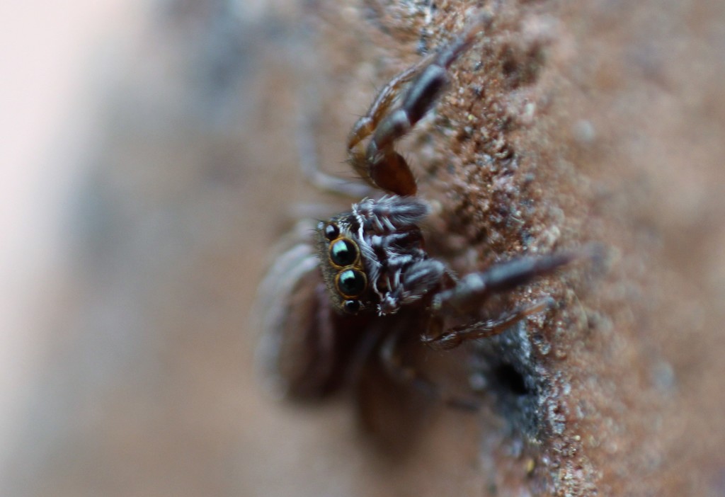 Four-lined Slender Jumping Spider from Oil City, PA 16301, USA on June ...