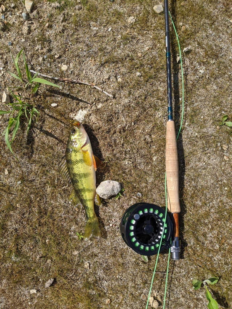 Yellow Perch from Ocheyedan, IA, USA on May 31, 2021 at 03:49 PM by ...