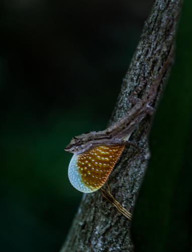 Mexico-Flora & Fauna, annemirdl · iNaturalist