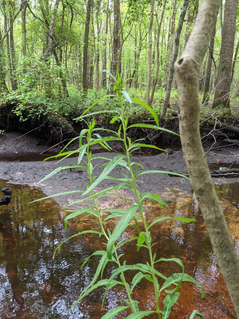 riverbank sundrops in May 2021 by Eric Ungberg. Seems to key to ...