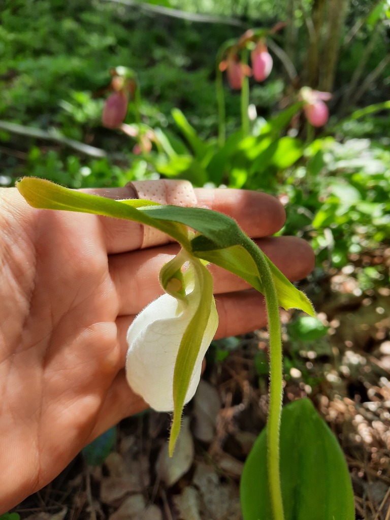 White-flowered Pink Lady's-slipper from Nipissing District, ON, Canada ...