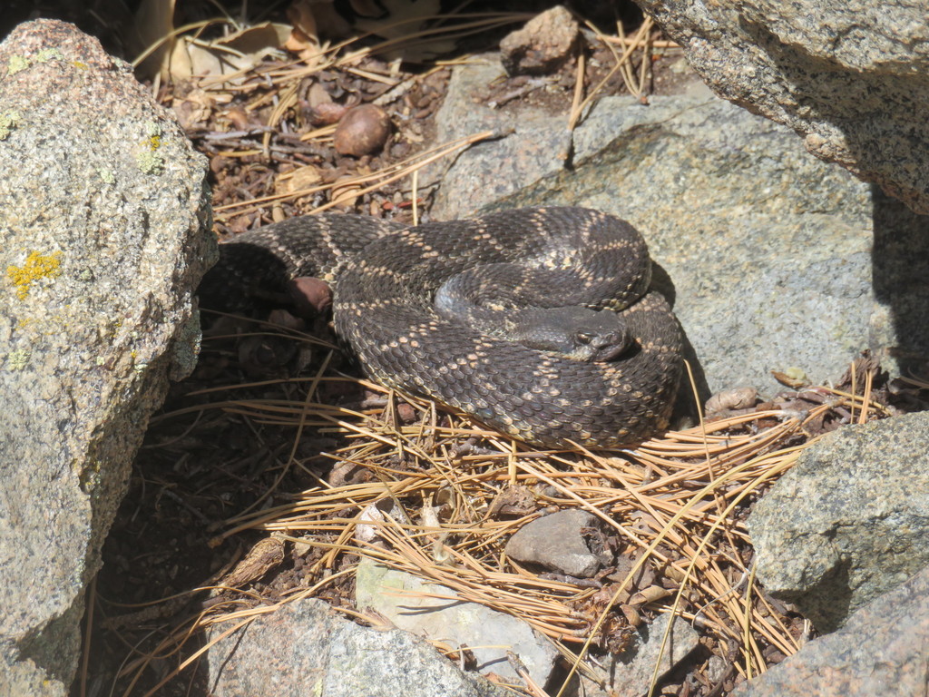 Southern Pacific Rattlesnake in April 2021 by Brian Hinds · iNaturalist