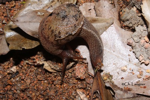 Paluma Semi-slug (Fastosarion paluma) · iNaturalist