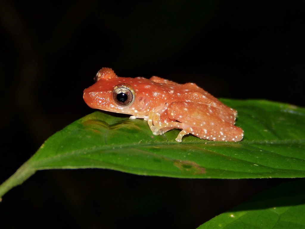 Peter's Tree Frog in June 2017 by Lena Chow · iNaturalist
