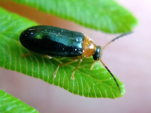 Conopalpus brevicollis · iNaturalist