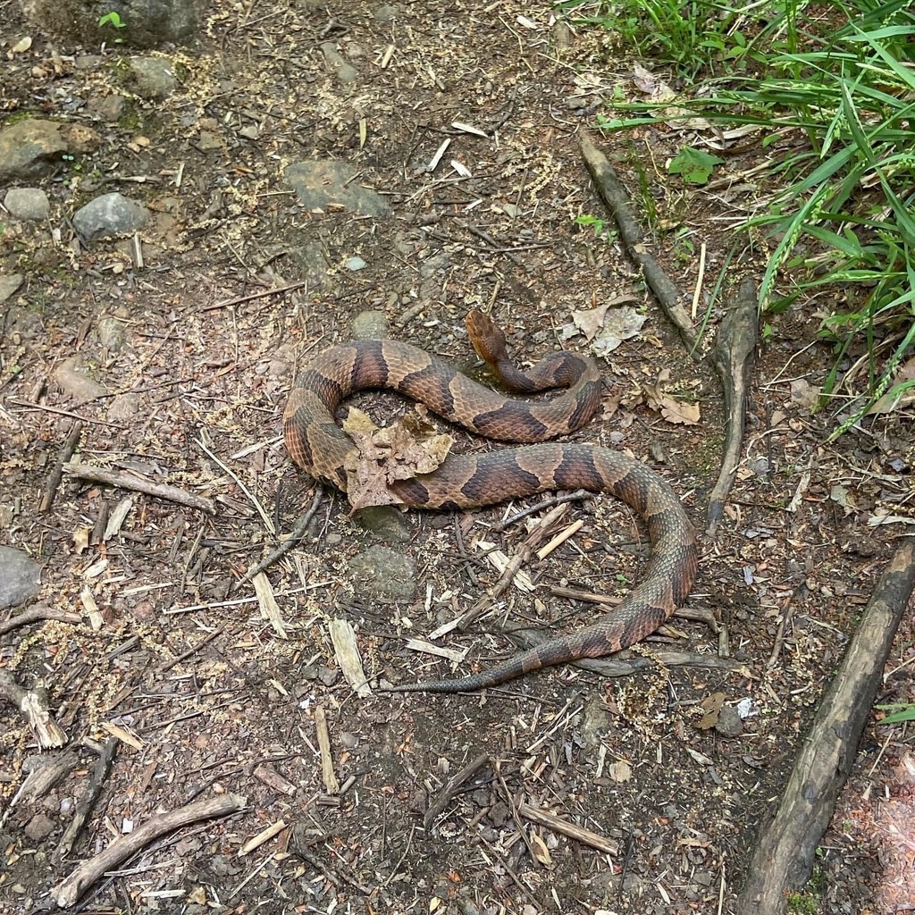 Eastern Copperhead from Kinnelon, NJ, US on May 22, 2021 at 12:00 PM by ...