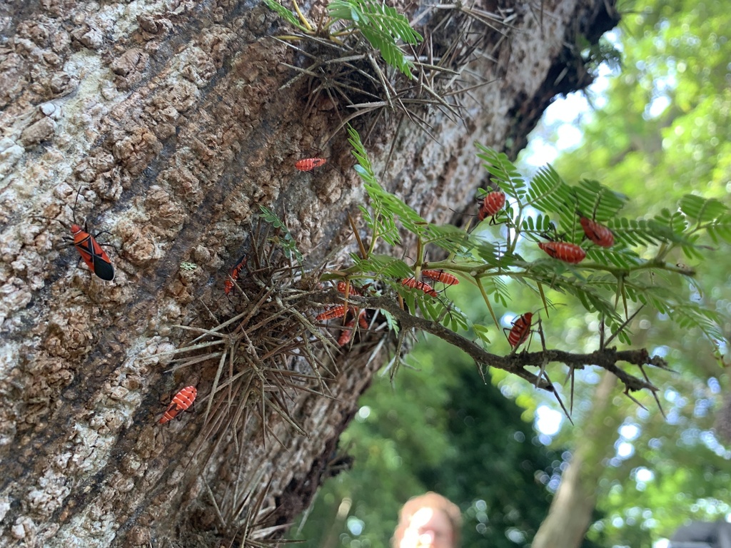 St. Andrew's Cotton Stainer from Jardín Botánico Nacional Dr. Rafael Ma ...