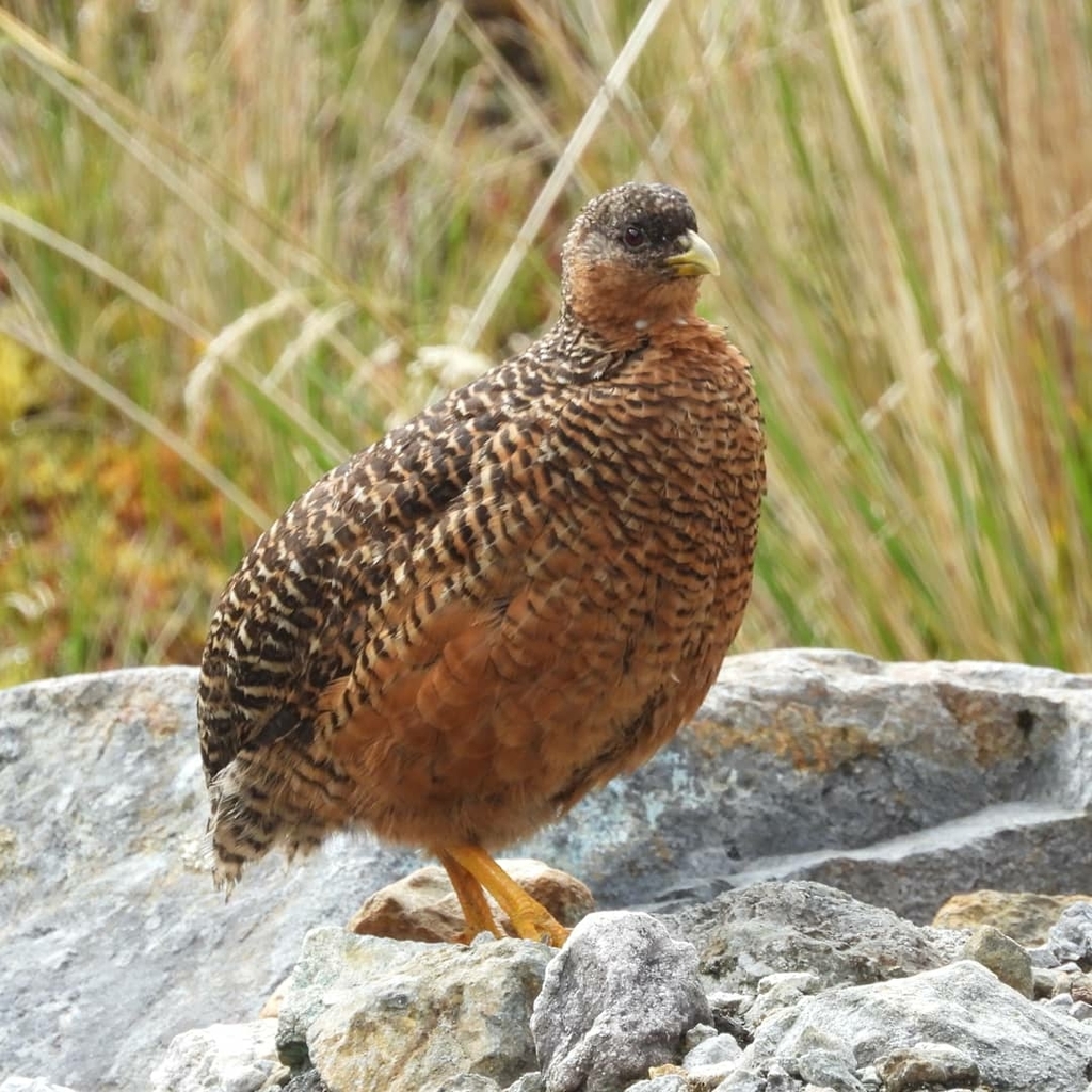 Snow Mountain Quail in June 2021 by kukuh indra · iNaturalist
