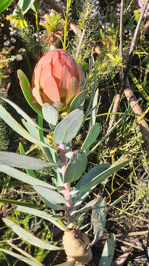 Wagon Tree from Overstrand Local Municipality, South Africa on May 30 ...