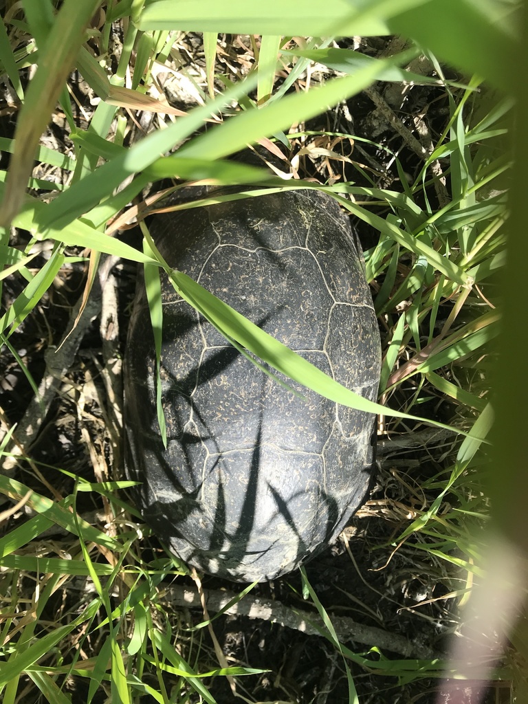 Blanding's Turtle in June 2021 by Alison Cariveau · iNaturalist
