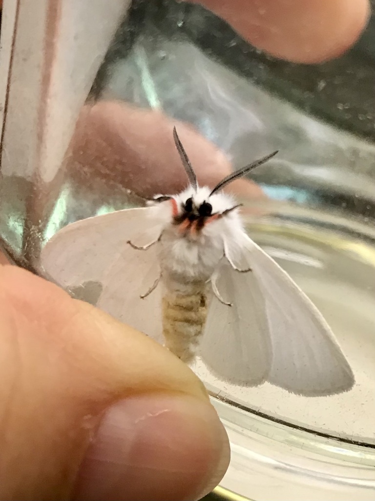 Pink-legged Tiger Moth from Three Bridges Rd, Cook, MN, US on June 2 ...