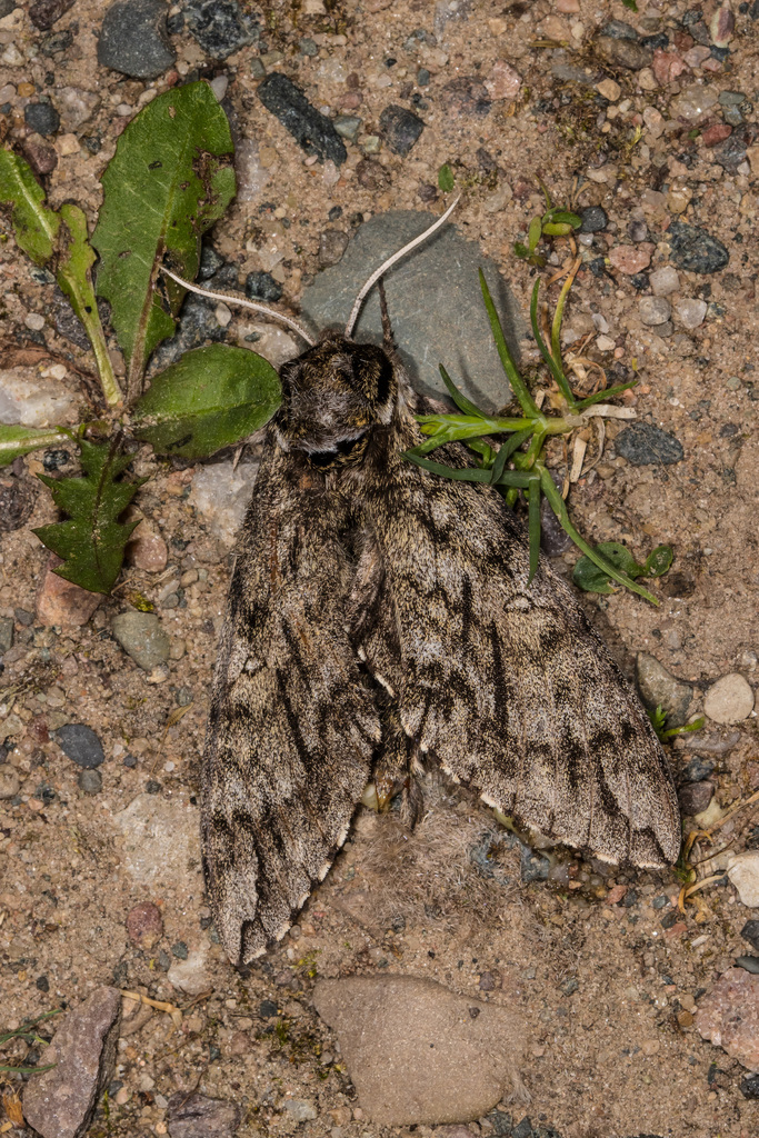 Waved Sphinx from Rocky Ridge Farm, Hilton Beach, Algoma District, ON ...