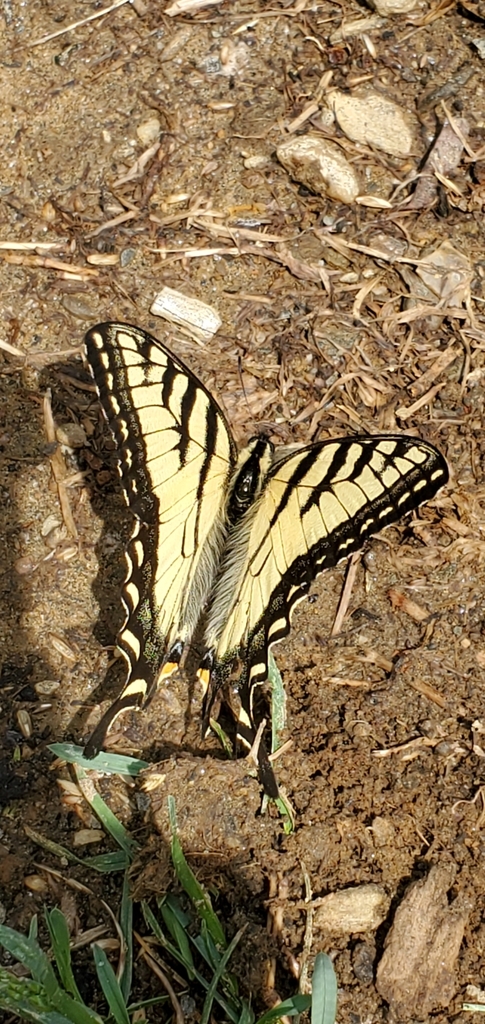 Canadian Tiger Swallowtail from Chesterfield, NH 03443, USA on June 02 ...