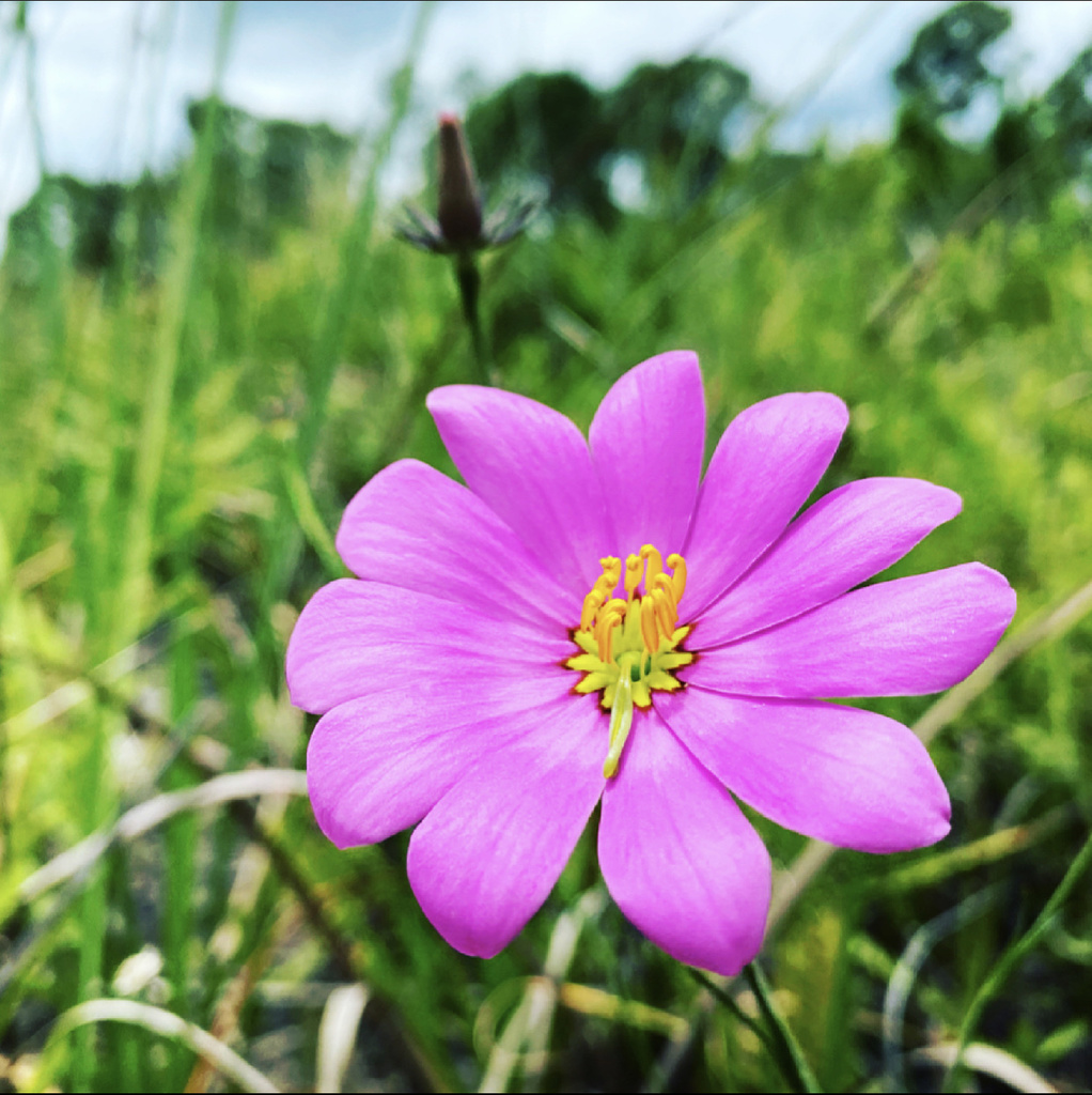 Bartram's Rose Gentian from Mims, FL, US on June 2, 2021 at 01:49 PM by ...