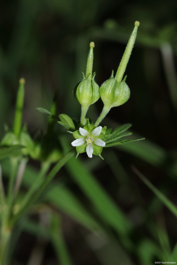 Texas Geranium from San Patricio County, TX, USA on March 31, 2021 at ...