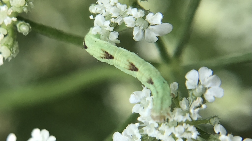 Pug Moths from Alta Canada Ln, Fort Worth, TX, US on June 02, 2021 at ...