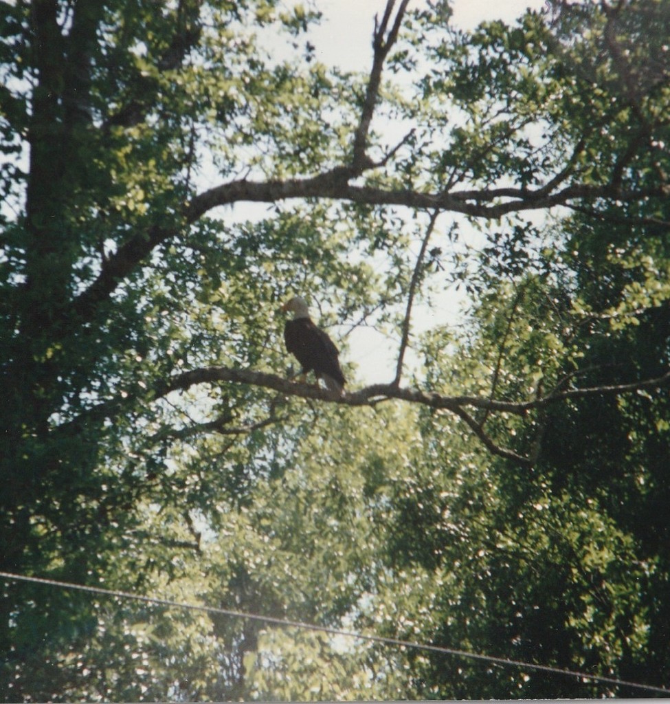 Bald Eagle from Wakulla County, FL, USA on April 18, 1995 at 05:22 AM ...