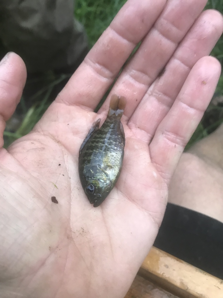 Bantam Sunfish in May 2021 by Hannah Holmquist · iNaturalist