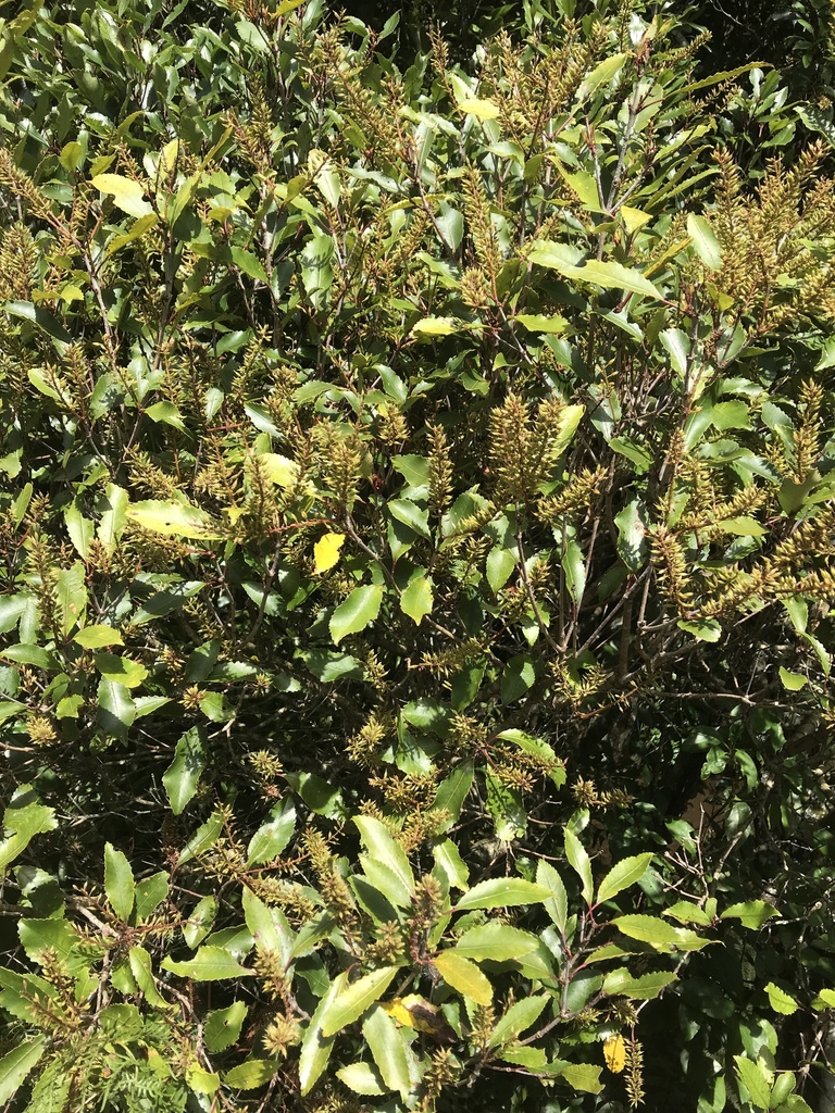 Kamahi from Stratford Central, , Taranaki, NZ on February 6, 2018 at 03 ...