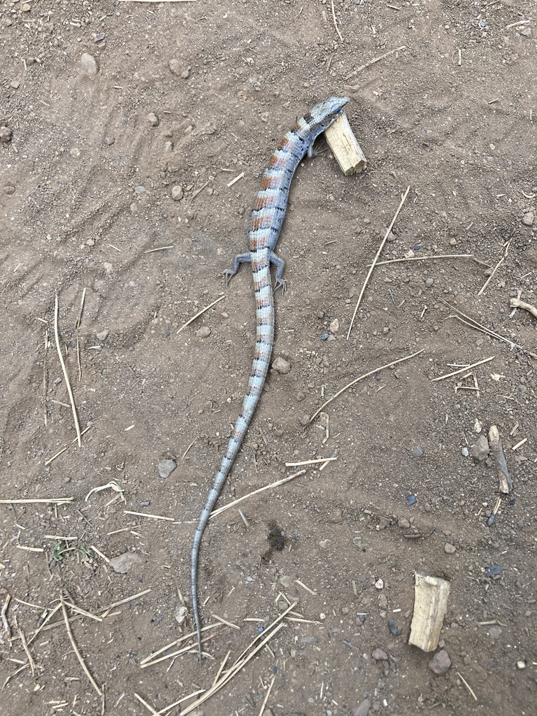 Arizona Alligator Lizard from Coconino National Forest, Sedona, AZ, US ...