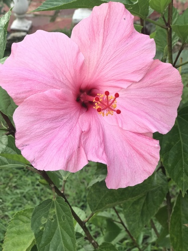 Observaciones de dianavictoria · NaturaLista Colombia