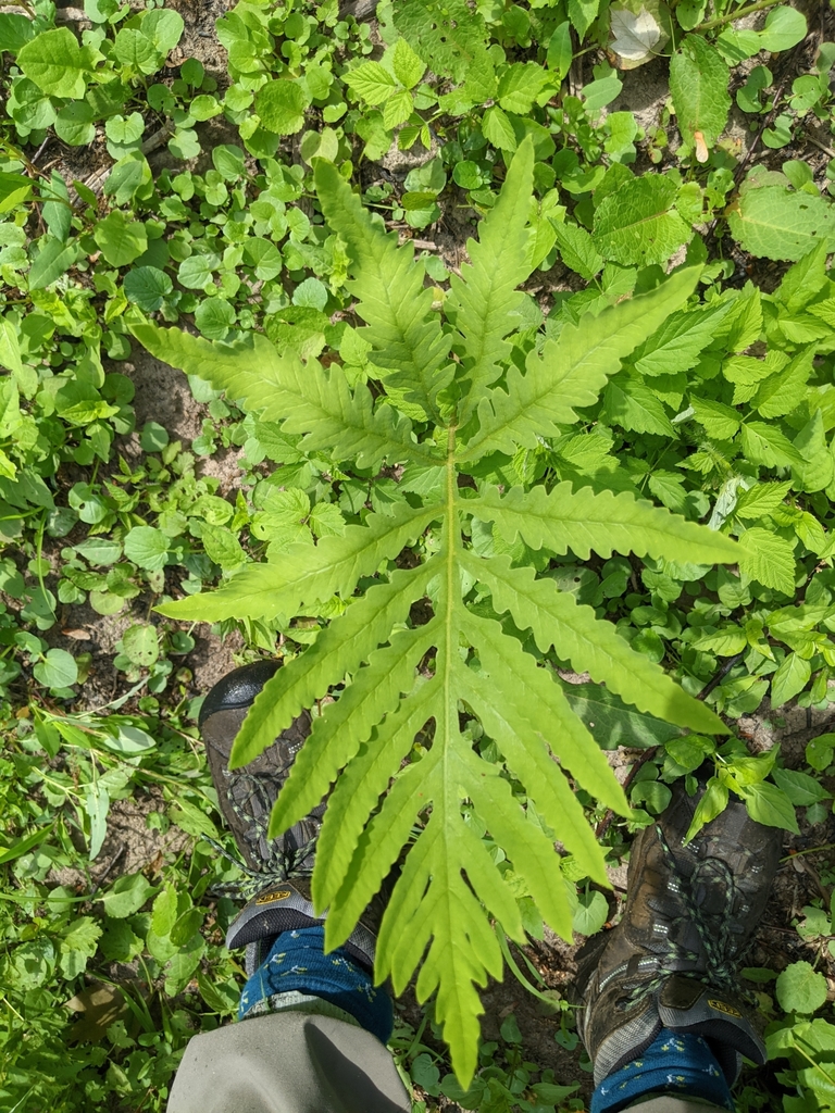 sensitive fern from Rutland Charter Twp, MI, USA on June 02, 2021 at 11 ...