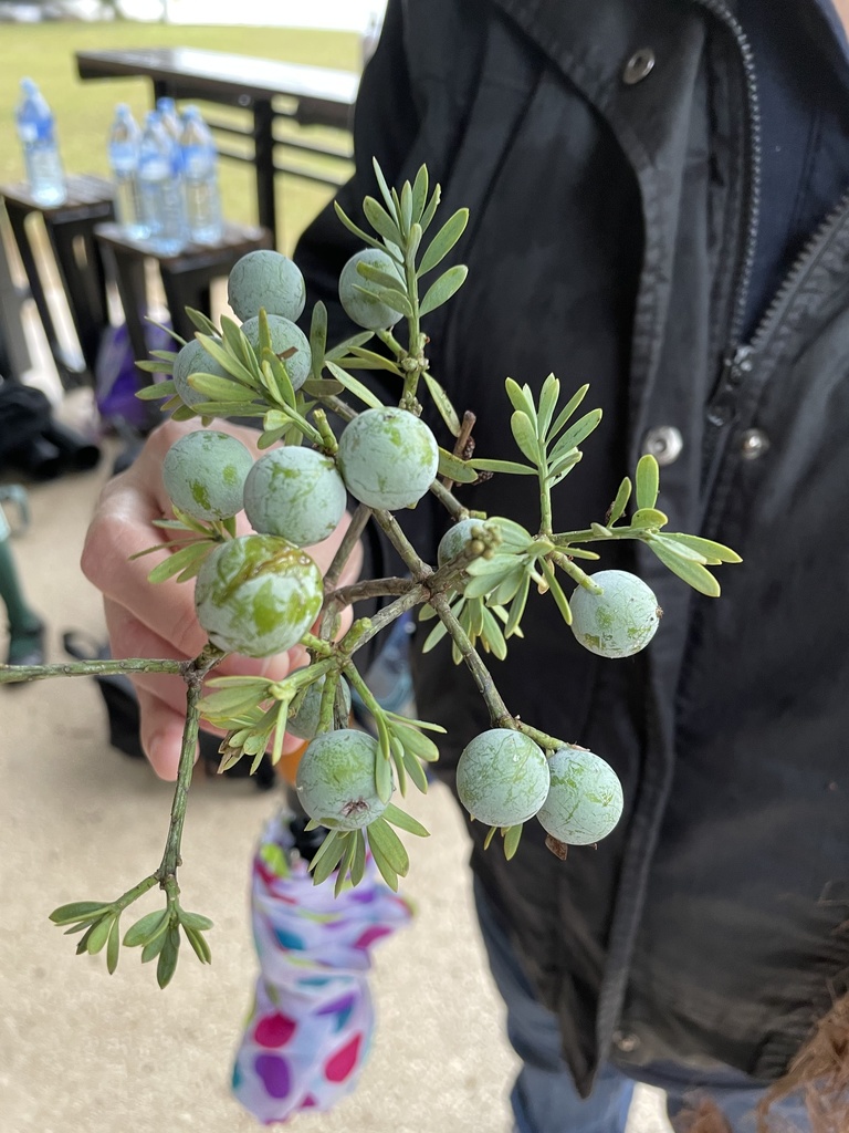 flowering plants from Wangal Centenary Bushland Reserve, Mortlake, NSW ...