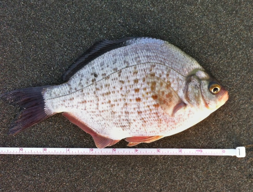 Calico Surfperch from Crescent City, CA, USA on January 30, 2018 by ...