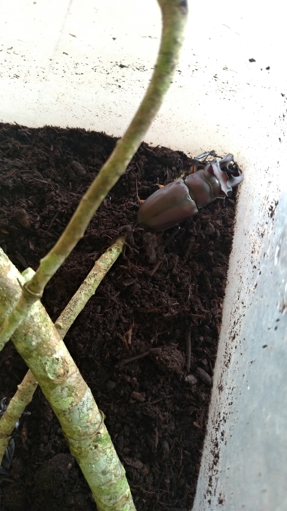 Lucanus formosanus from 232台灣新北市坪林區漁光里 on June 3, 2021 at 09:49 AM by ...