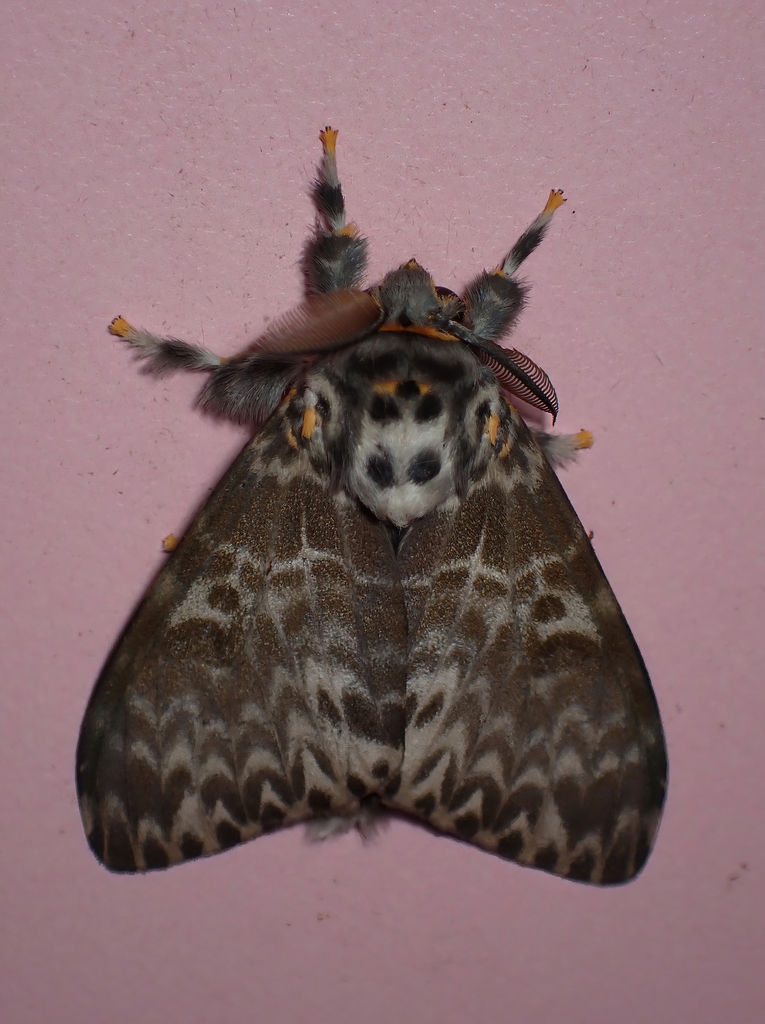 Pink Lymantria Moth from Tsuen Wan, Hong Kong on May 31, 2021 at 09:42 ...