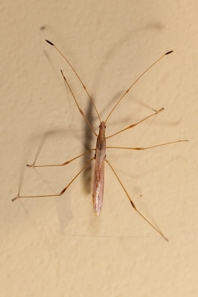 Stilt Bugs from Tracadie-Sheila, NB, Canada on June 2, 2021 at 05:55 PM ...