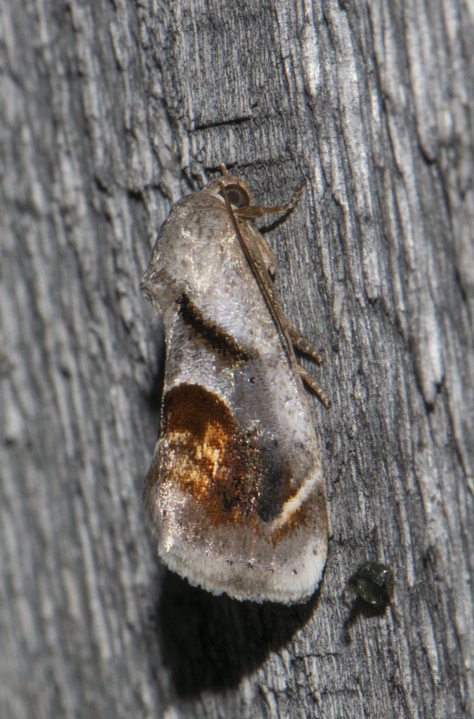 Curve-lined Bird-dropping Moth from Ottawa, ON K0A 1X0, Canada on June ...