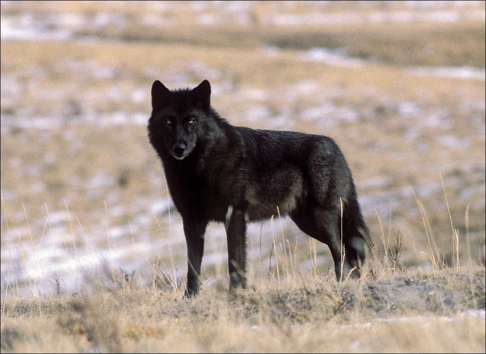 Gray Wolf in February 1999 by Ian Gardiner. Habitat montane grassland ...