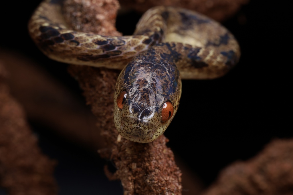 Chinese Slug Snake in June 2021 by Yifei Huang · iNaturalist