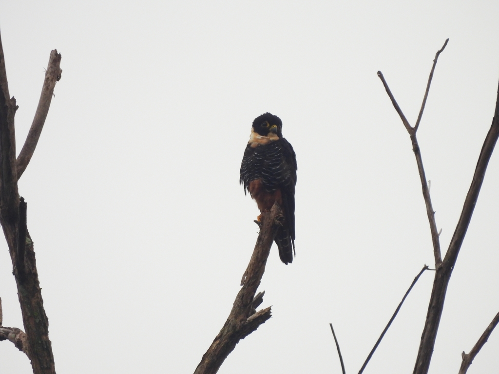 Bat Falcon from 5 de Outubro, Boa Vista - RR, Brazil on June 3, 2021 at ...