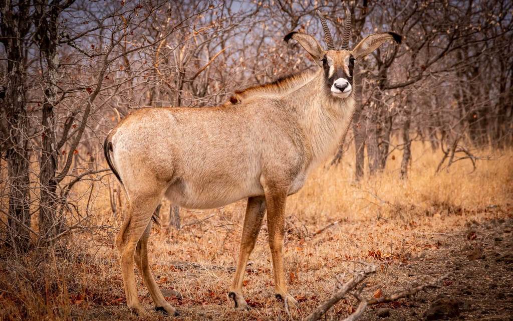 Southern Roan Antelope from Mopani, South Africa on November 21, 2018 ...